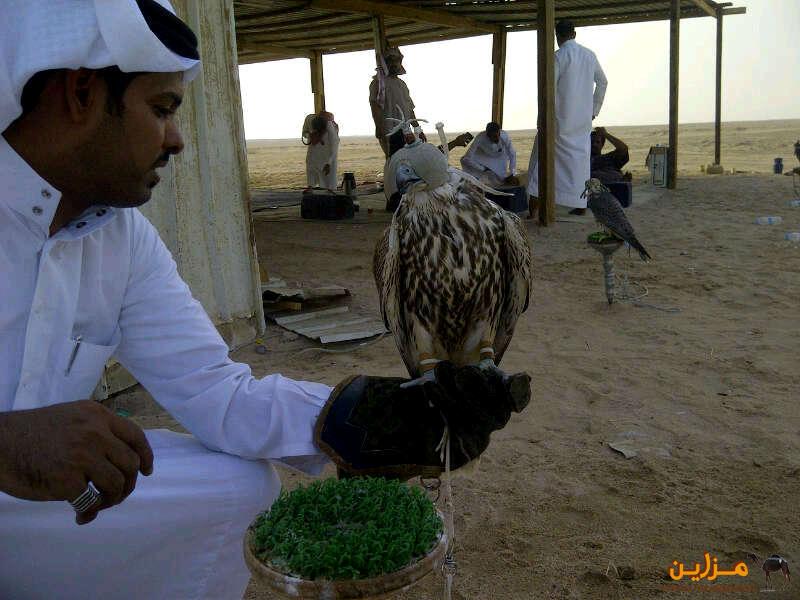 طرح فرخ حر تآم في الشعيبة الأحد 28/11/1433ه